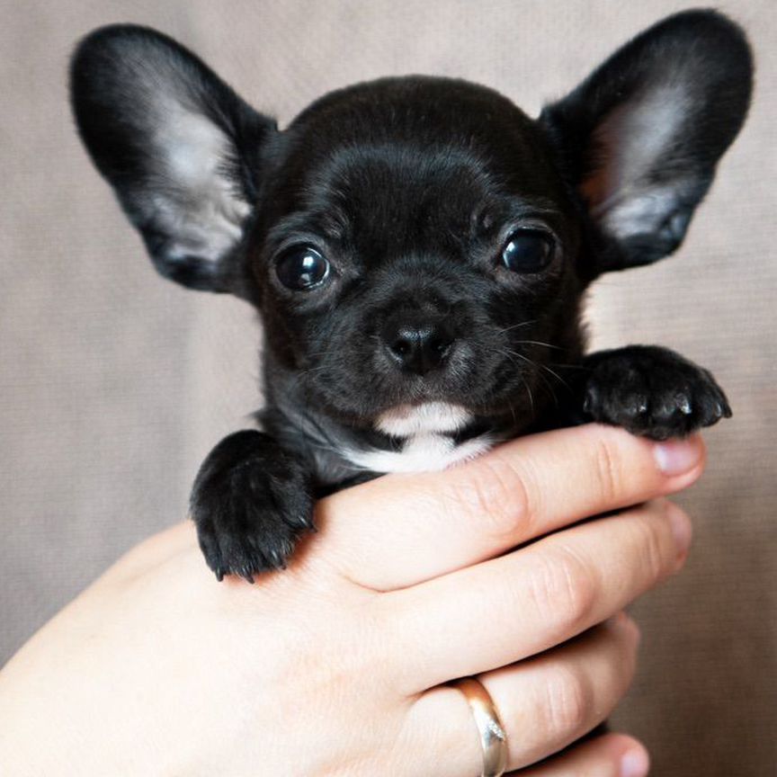 Чихуахуа, щенок