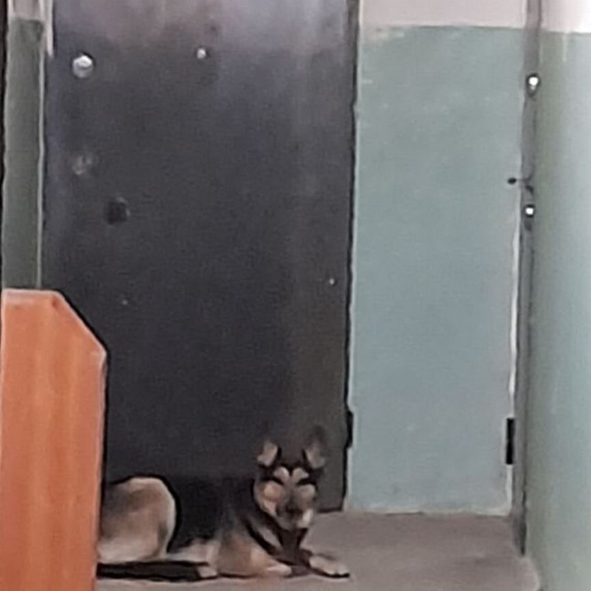 Взрослая собака в добрые руки