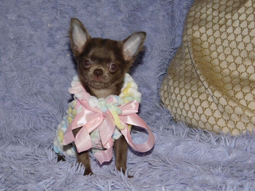 Чихуахуа прелестное создание