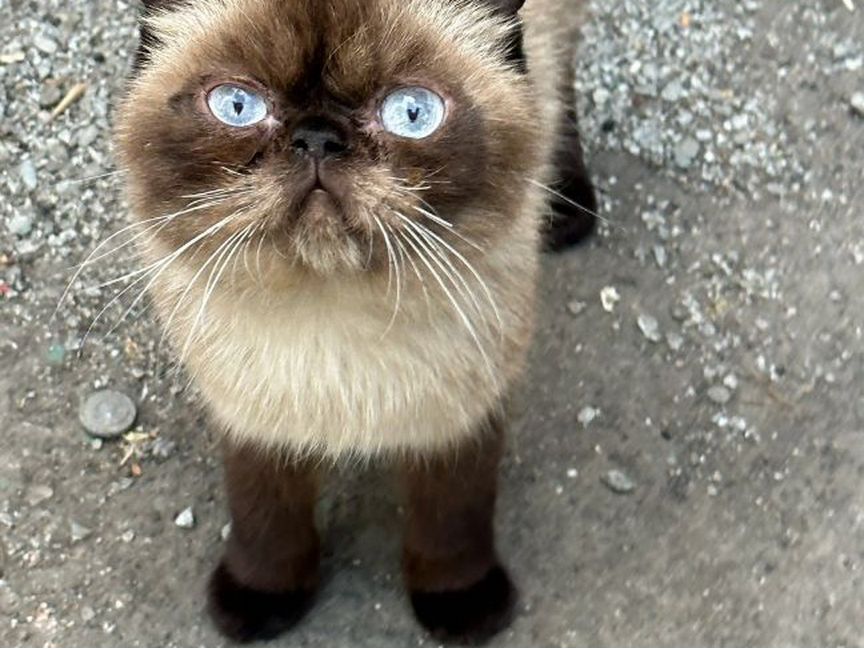 Кошка