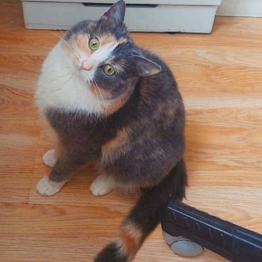 Уникальный трехцветный кот в добрые руки бесплатно