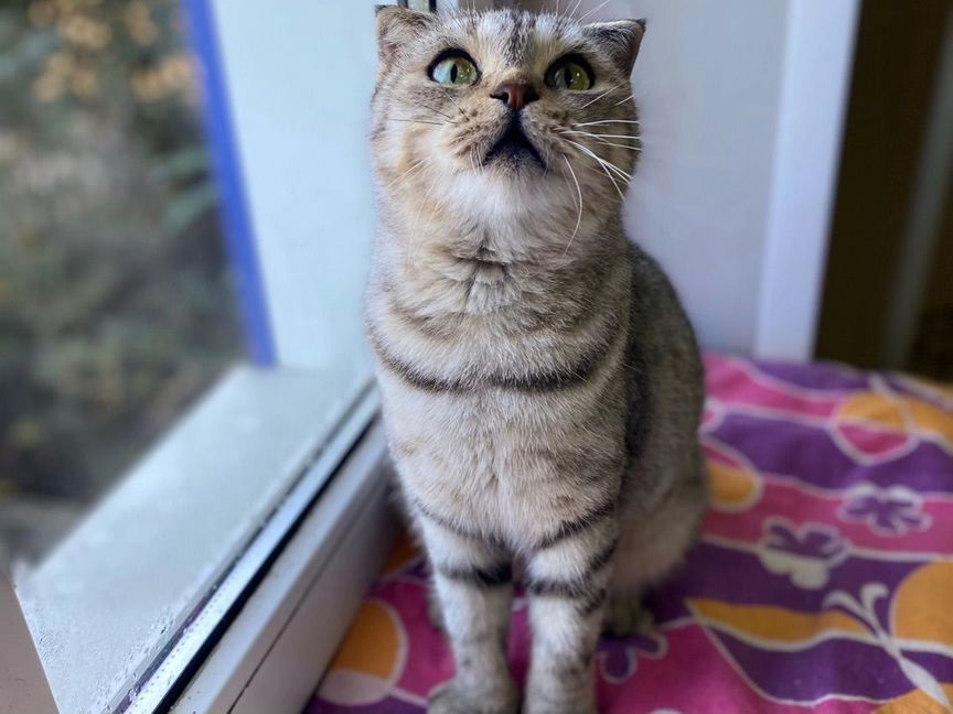 Котишки из приюта ждут человека