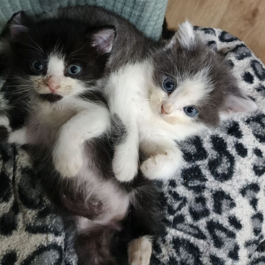 Ищут дом брошенные котята. Живы назло всему