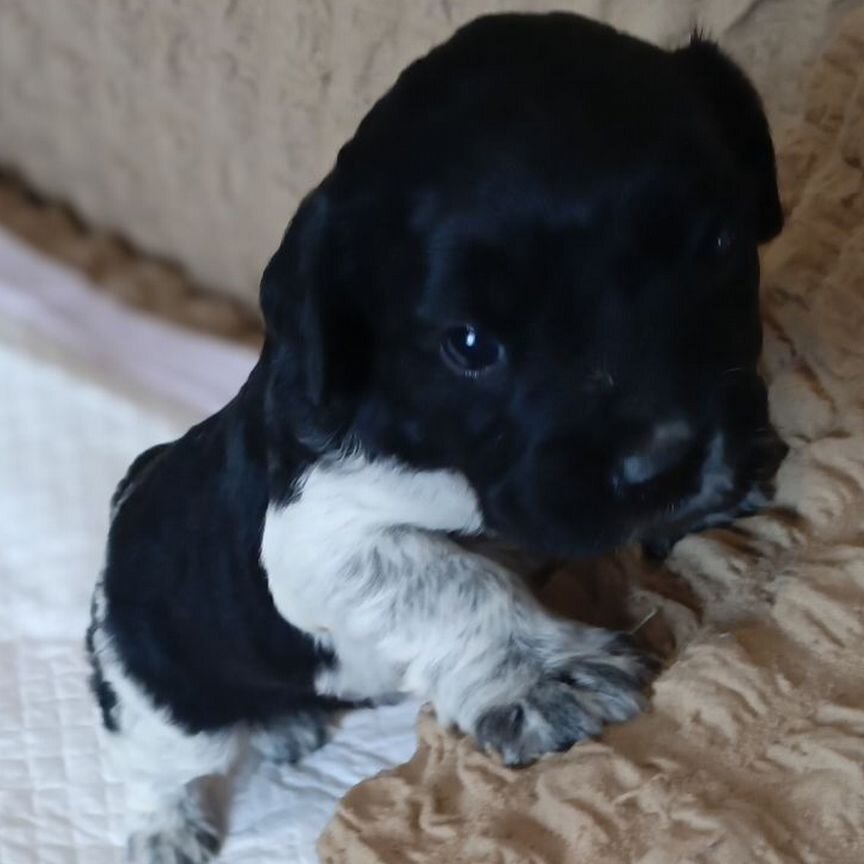 Русский охотничий спаниель, щенок