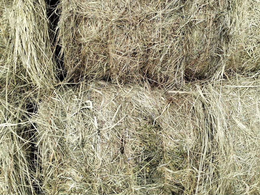 Сено в рулонах