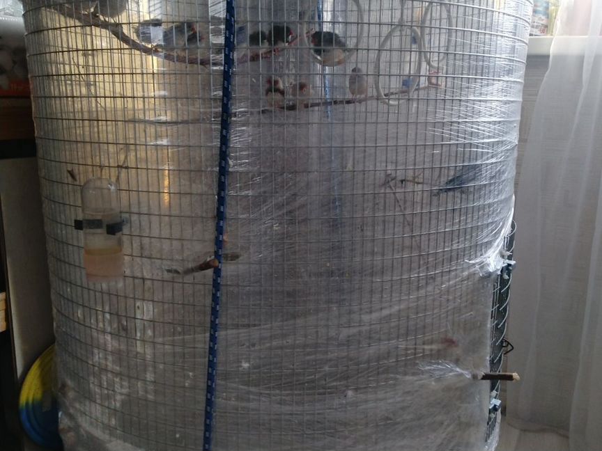 Амадины зебровые