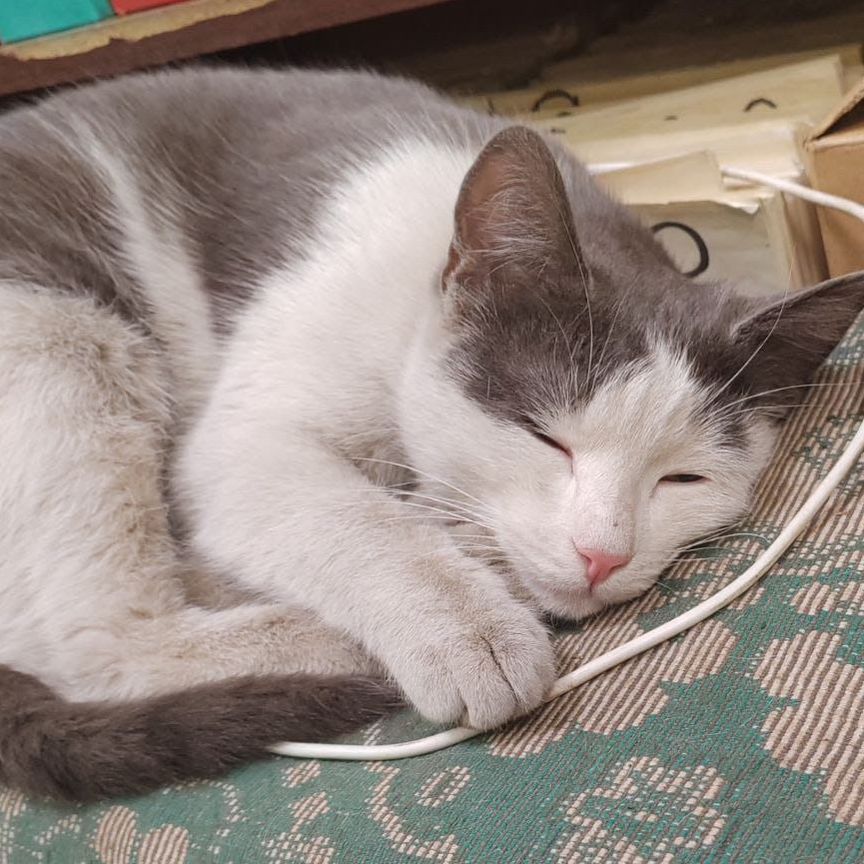 Котёнок в добрые руки