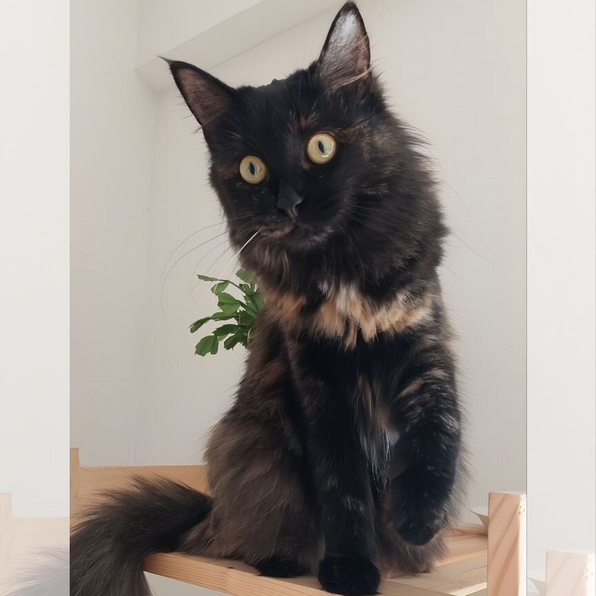 Взрослая, Девочка кошка в добрые руки