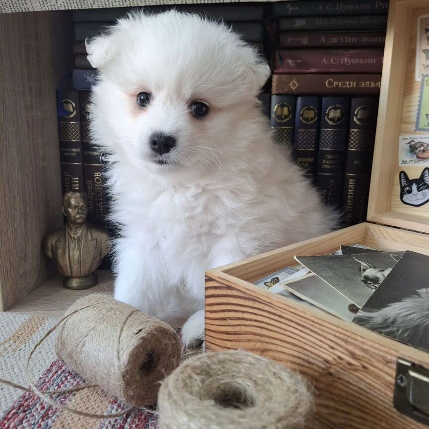 Щенок шпица