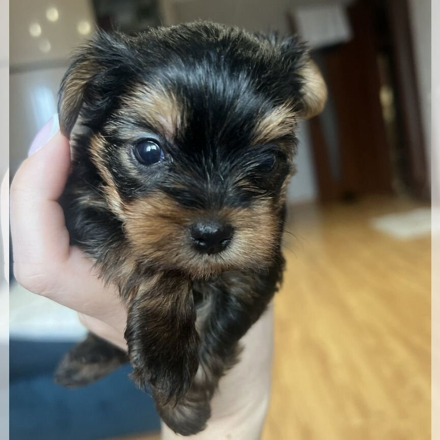 Йоркширский терьер, щенок