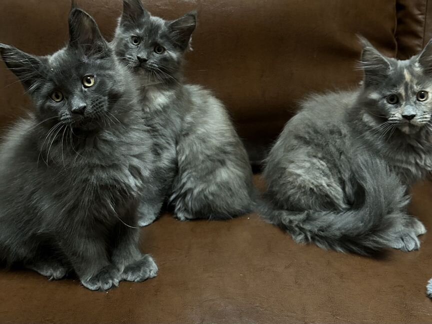 Ласковые котята Мэйн-кун