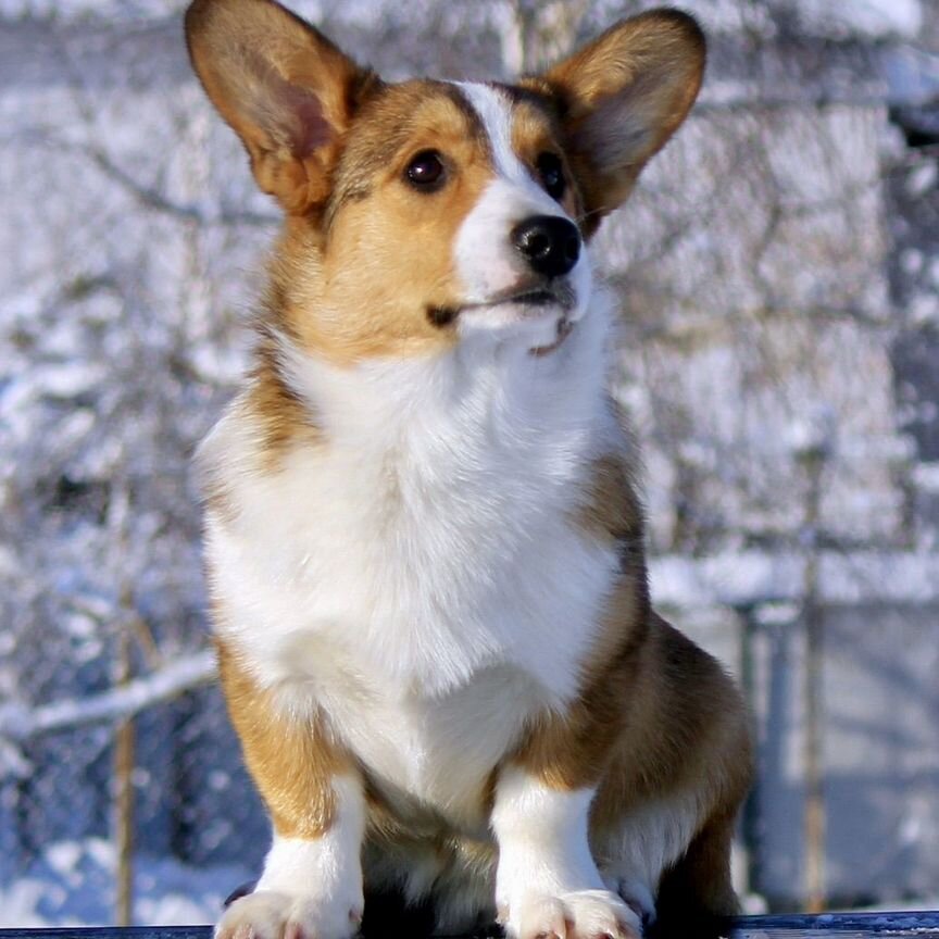 Вельш Корги Кардиган, щенок