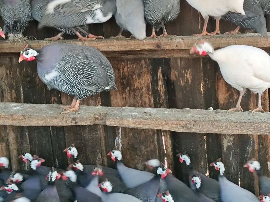 Цесарки