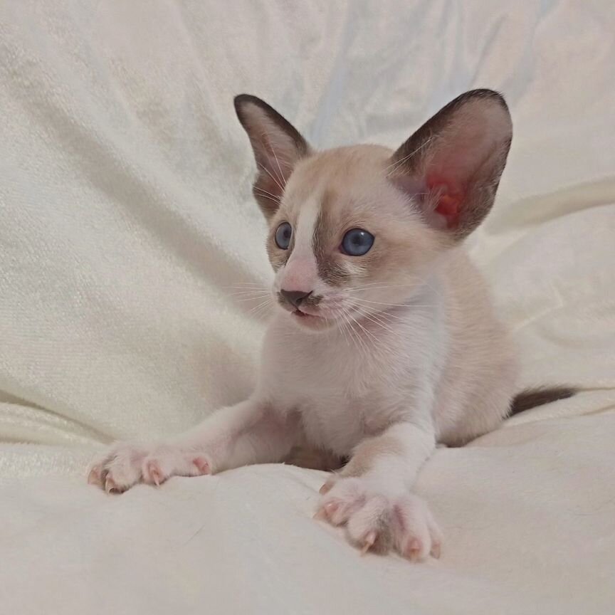 Ориентальные котята