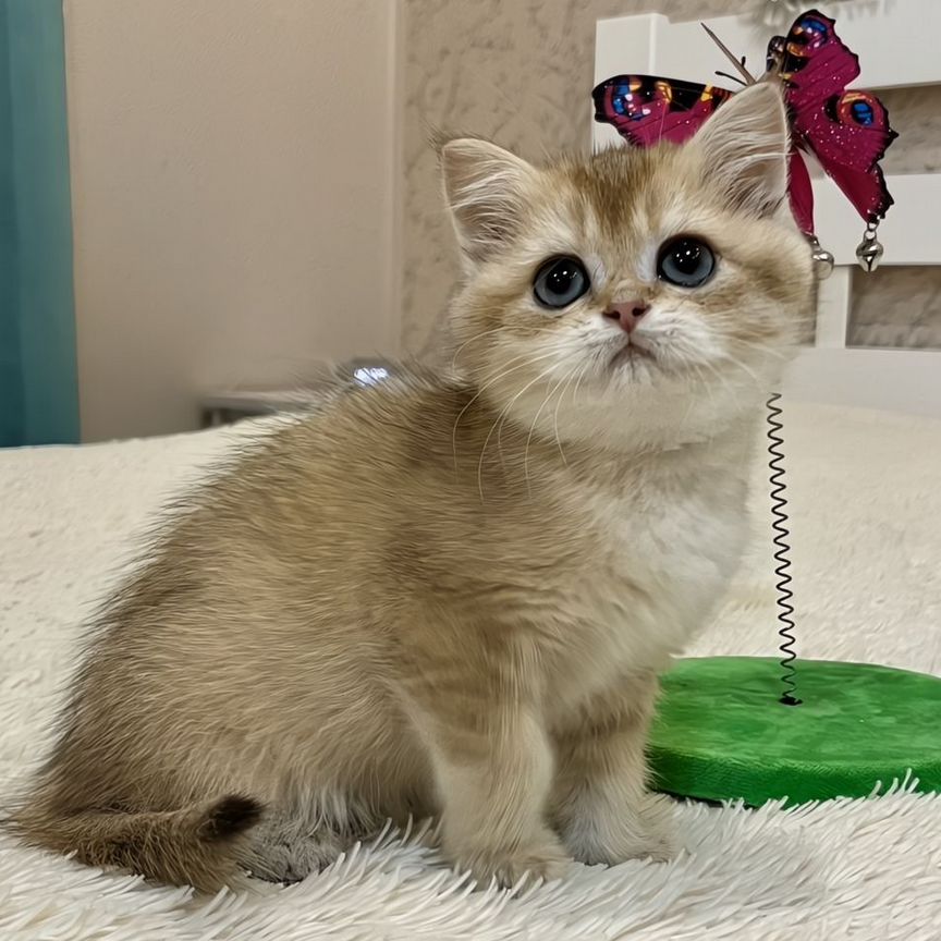 Британский короткошёрстный котёнок