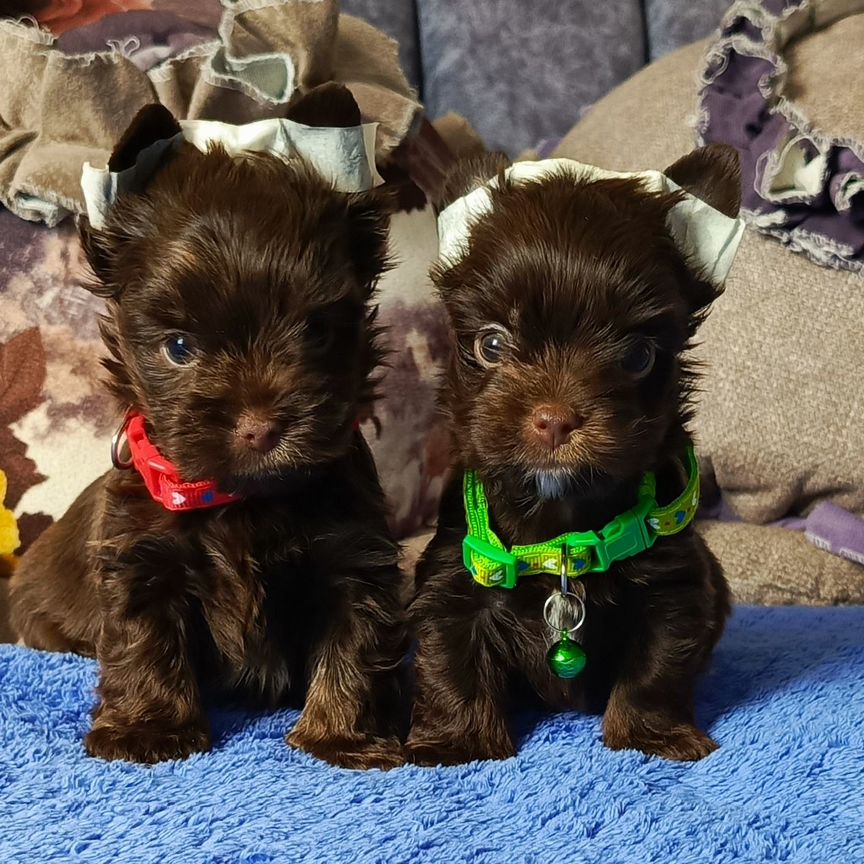 Йоркширский терьер, щенок