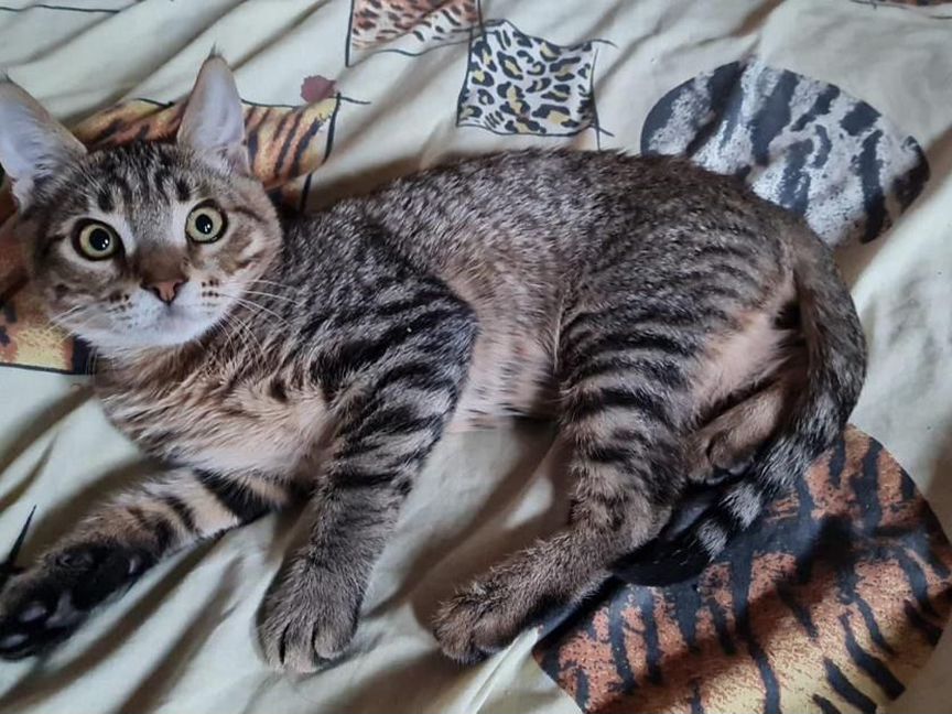 Оцикет котята