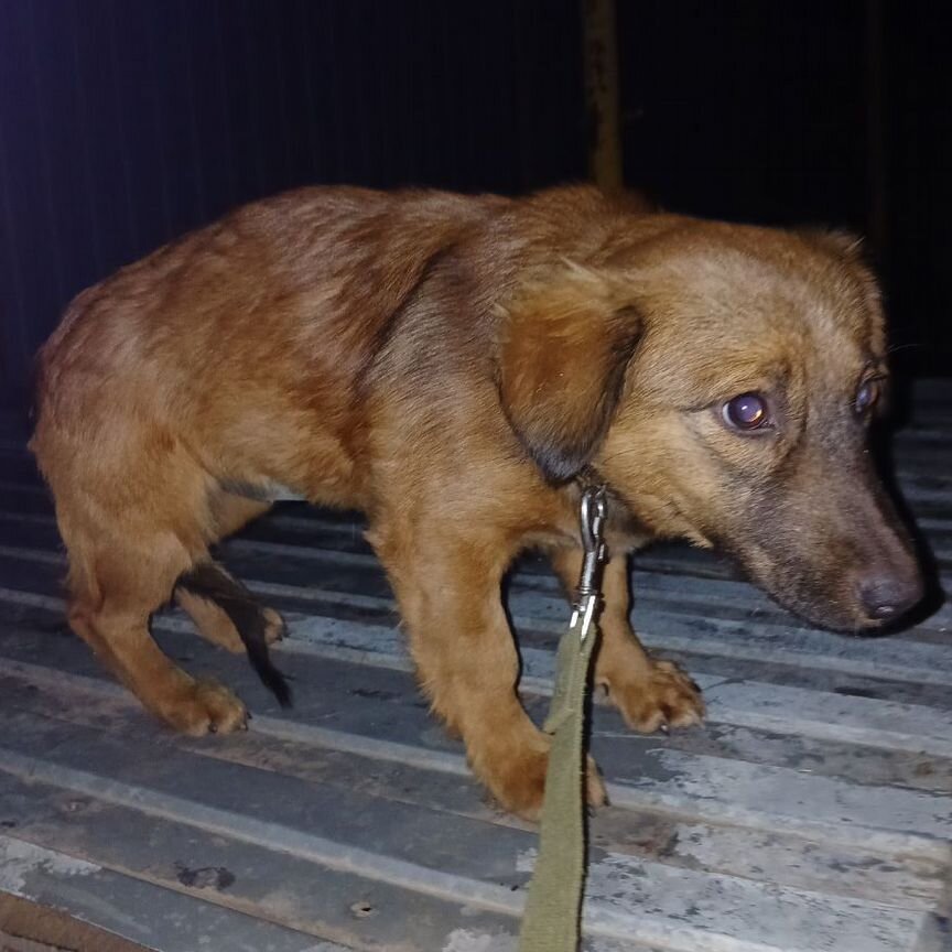 Собаки мелких породы