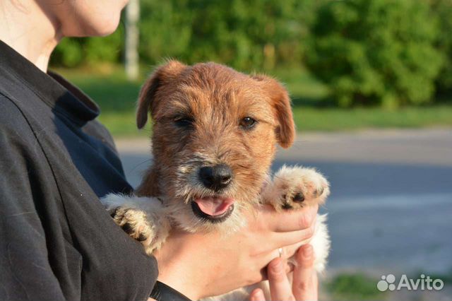 Мальчик дрт, красивый, брокен