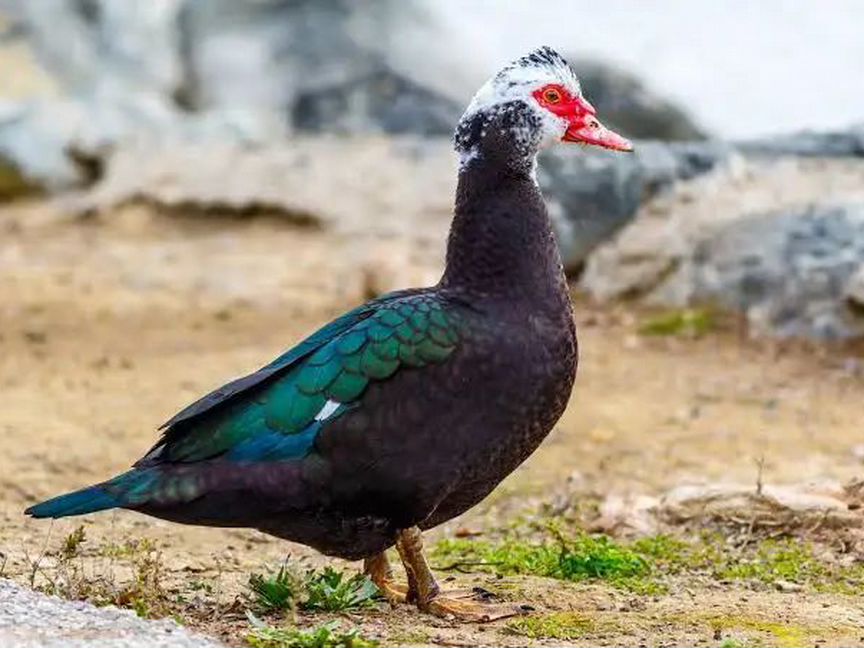 Индоутки домашние