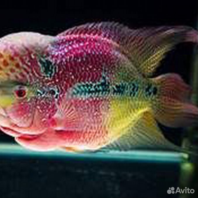 Флауэр хорн Flower Horn