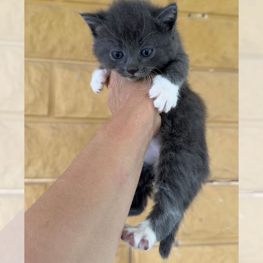 Котёнок в добрые руки