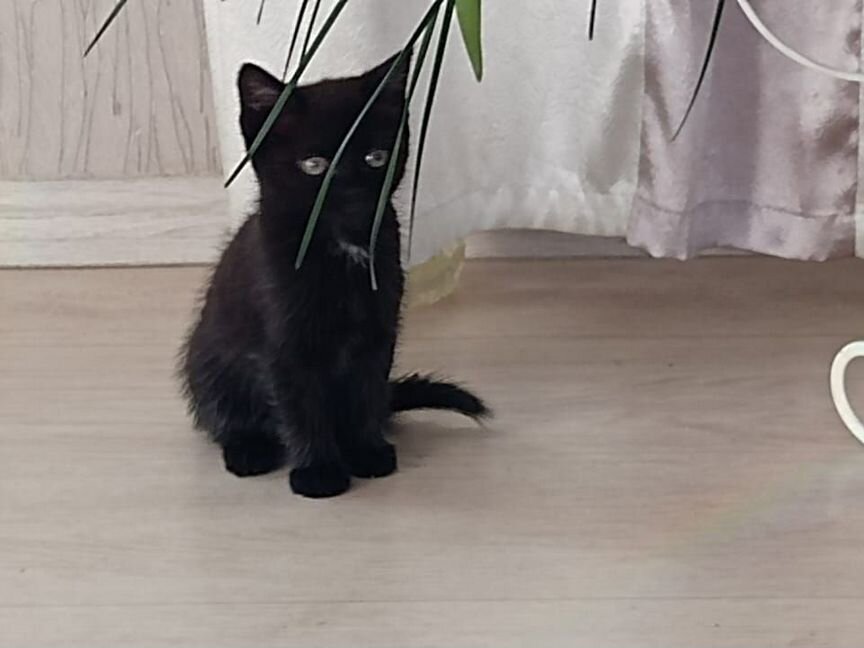 Котики 2 месяца