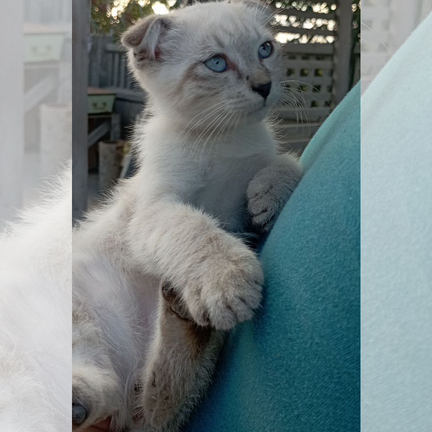 Вислоухие котята отдам бесплатно