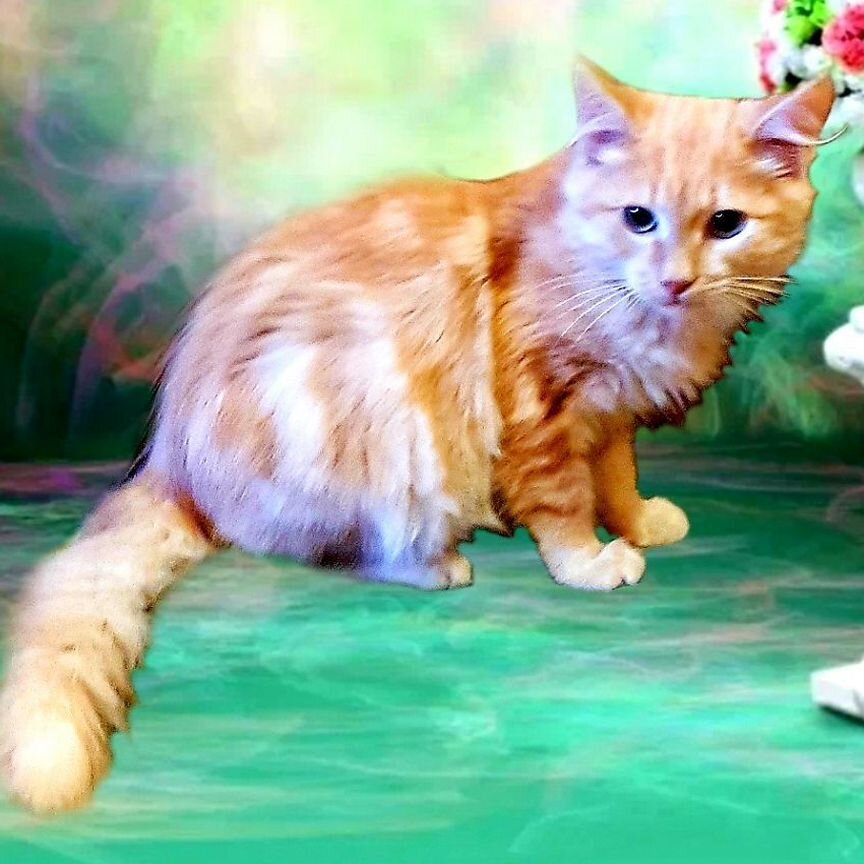 Котенок в добрые руки