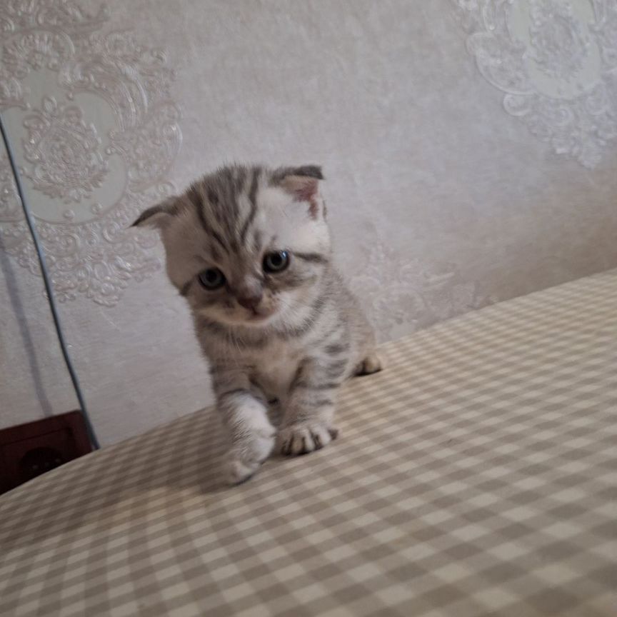 Шотландская вислоухая