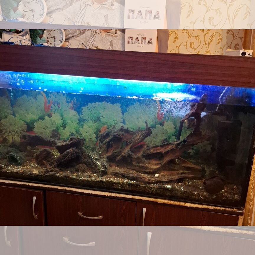 Аквариум на 500 литров