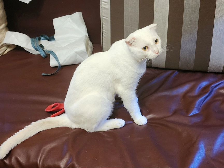 Молодой кот в поисках семьи