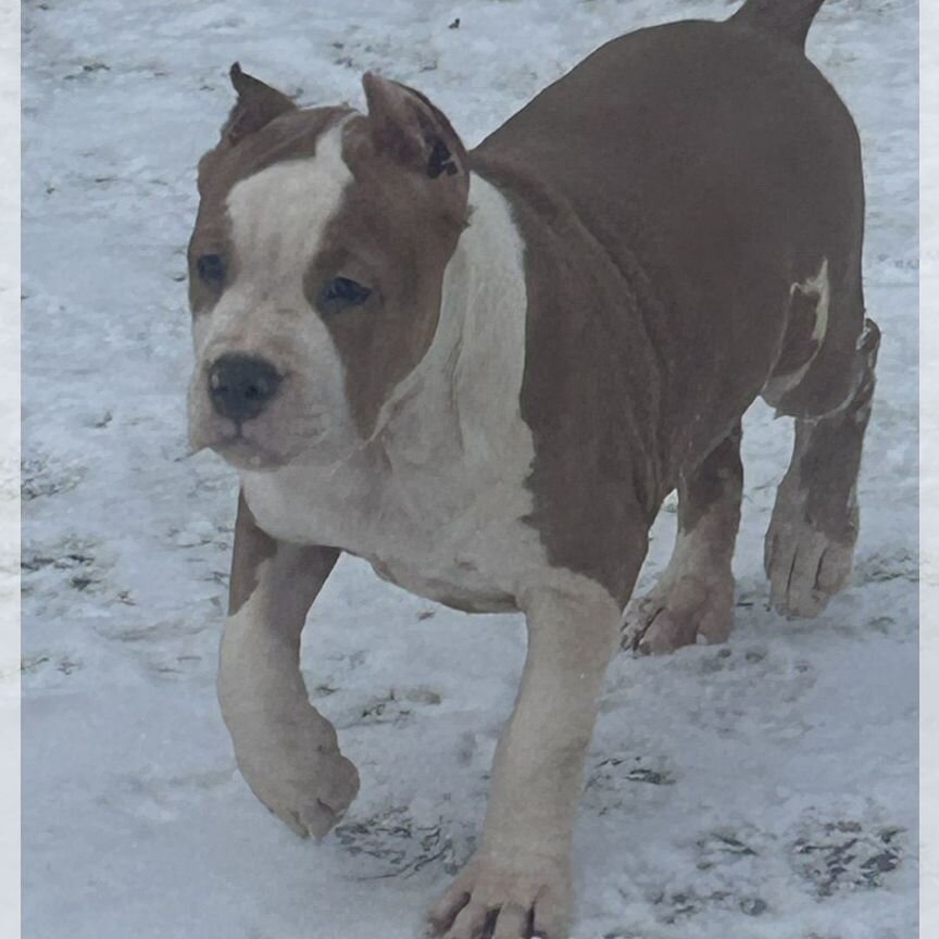 Американский стаффордширский терьер, щенок