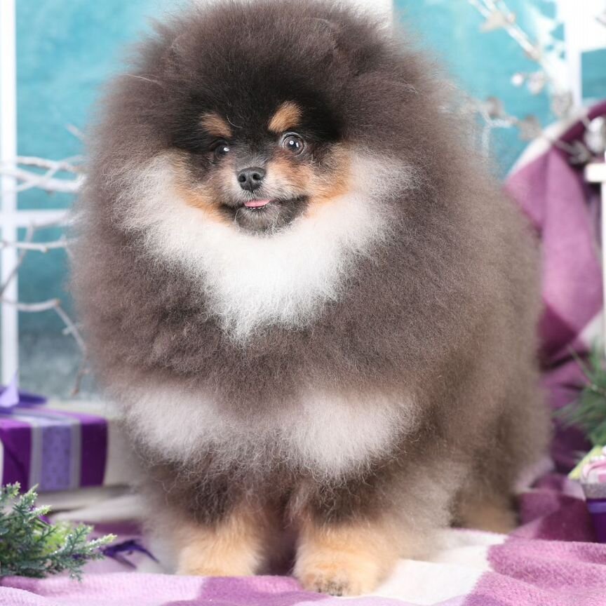 Померанский шпиц, щенок