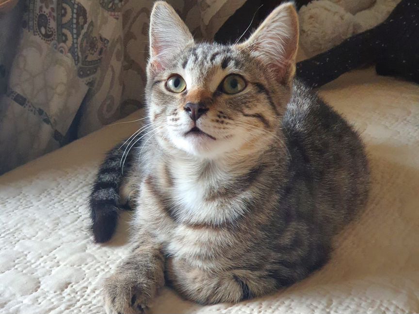 Котенок проходит детство в клетке в дар бесплатно