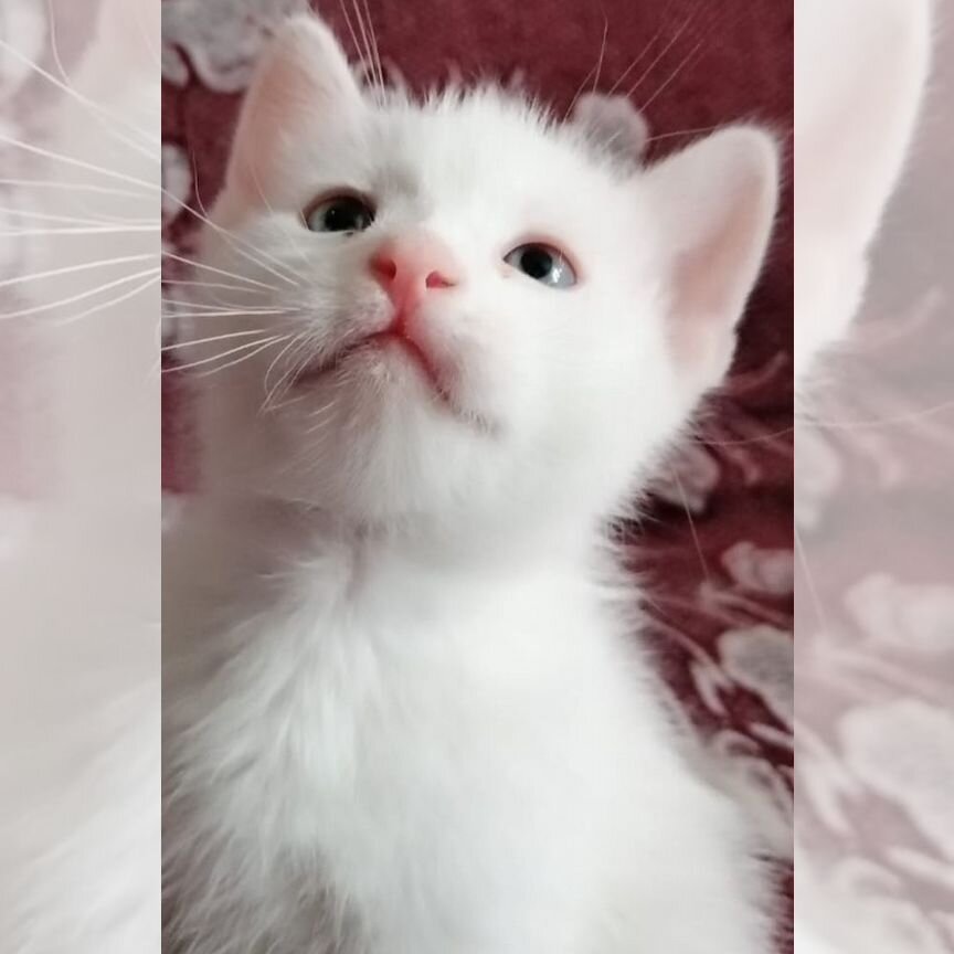 Сибирские котята