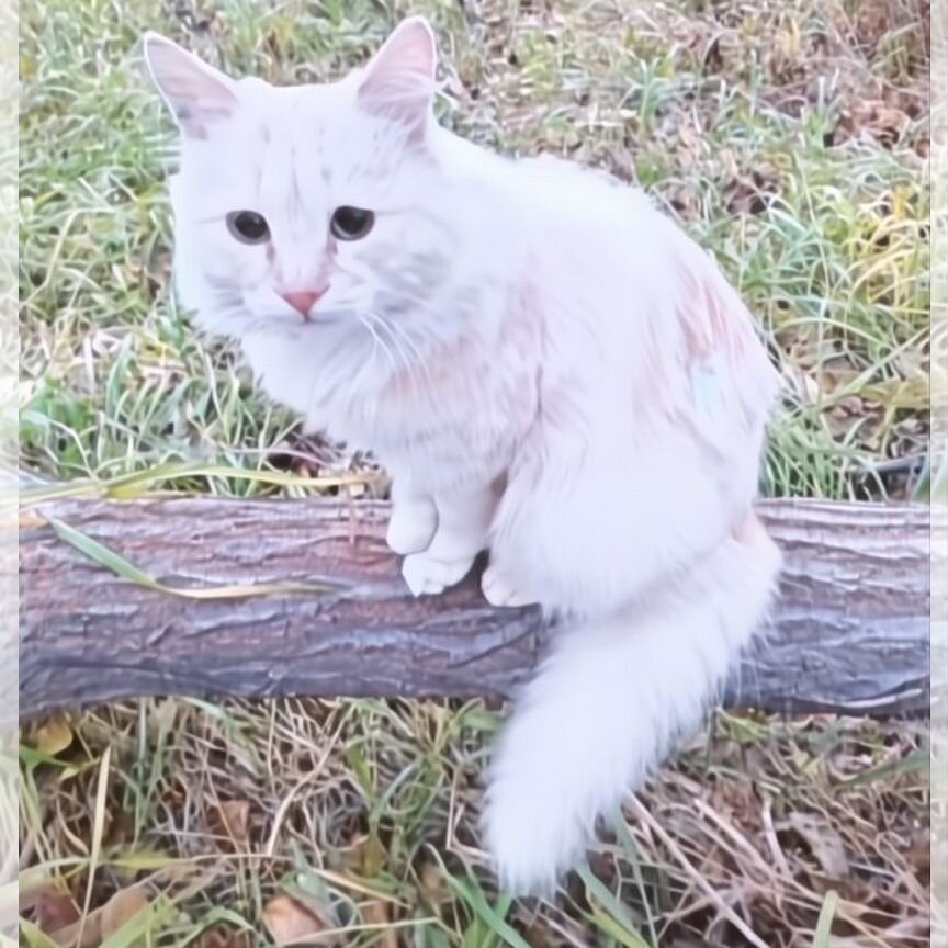 Взрослый кот в добрые руки