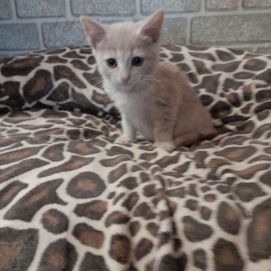 Крошка котенок девочка в дар