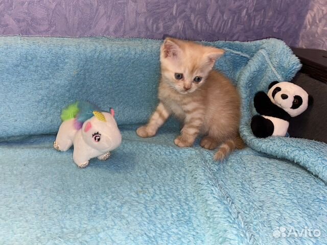 Шотланский котенок