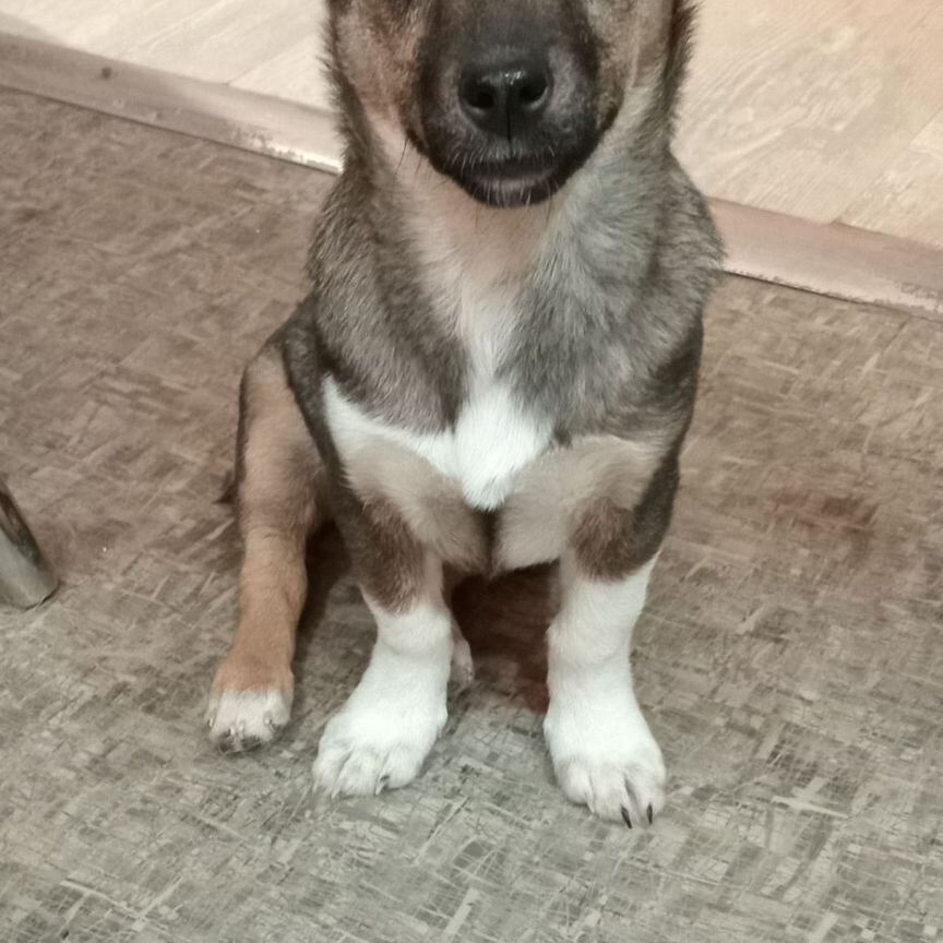 Щенок в добрые руки