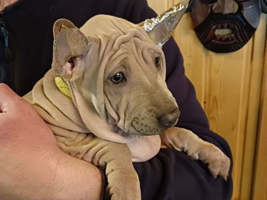 Щенок тайского риджбека,сука супервелюр,изабелла