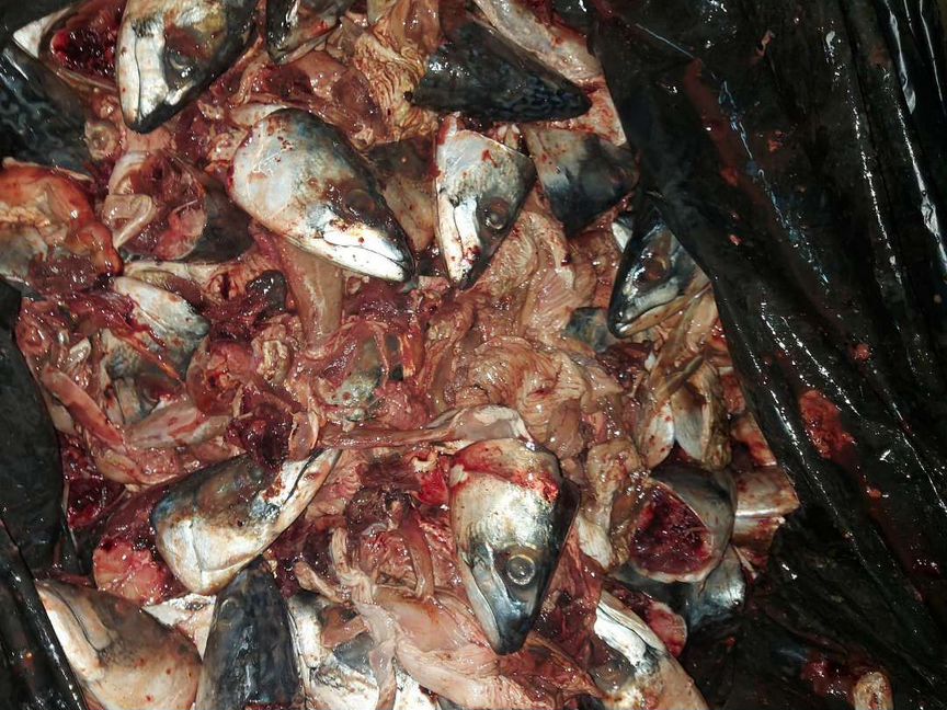 Рыбные отходы