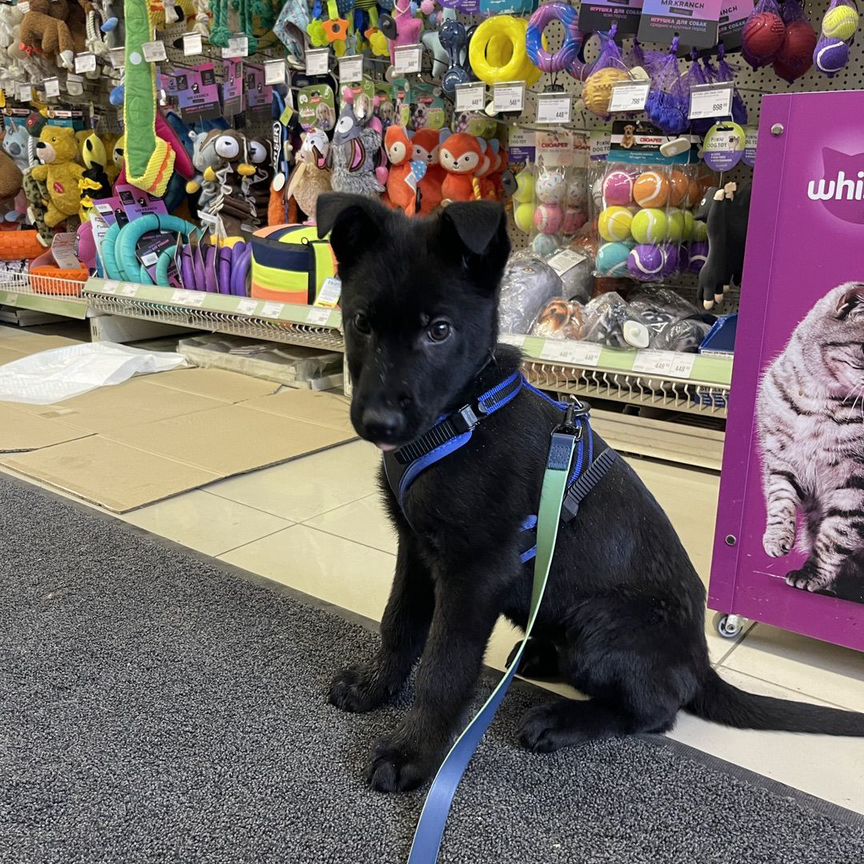 Собака Гера