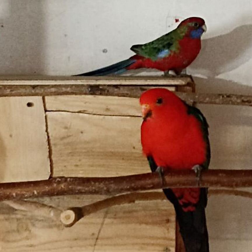 Пенантовые розеллы