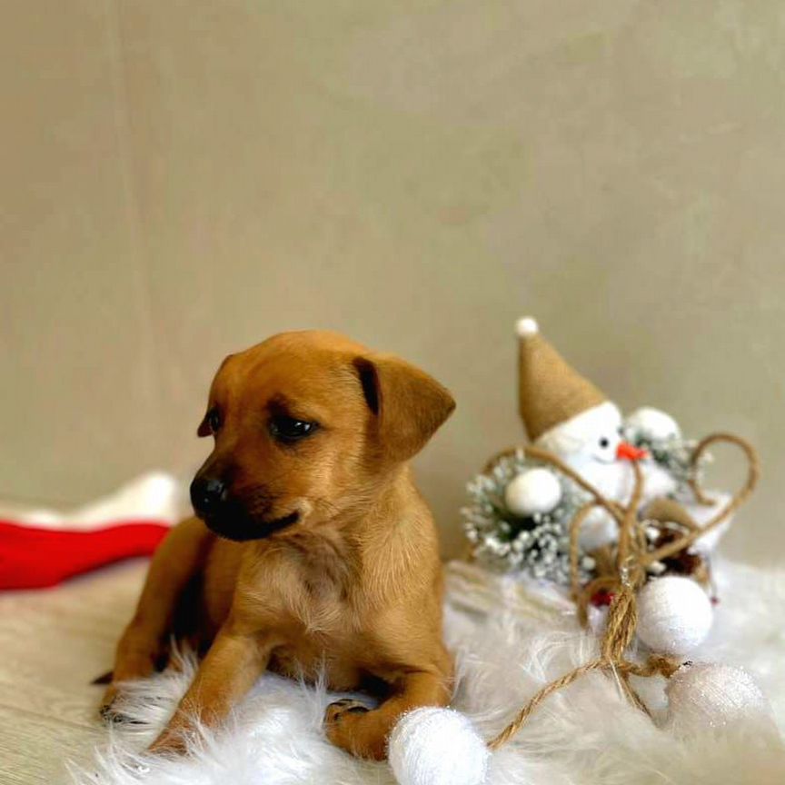 Голди девочка вырастет маленькая