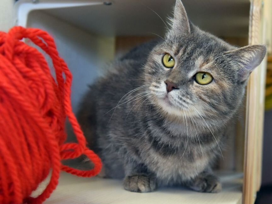 Замечательная кошечка ищет свой дом)