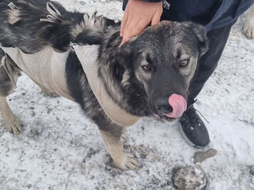 Пристрою собак