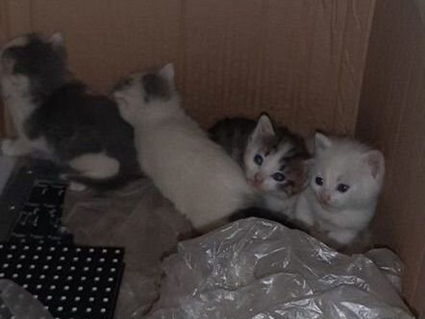 Котятам с промзоны нужен дом