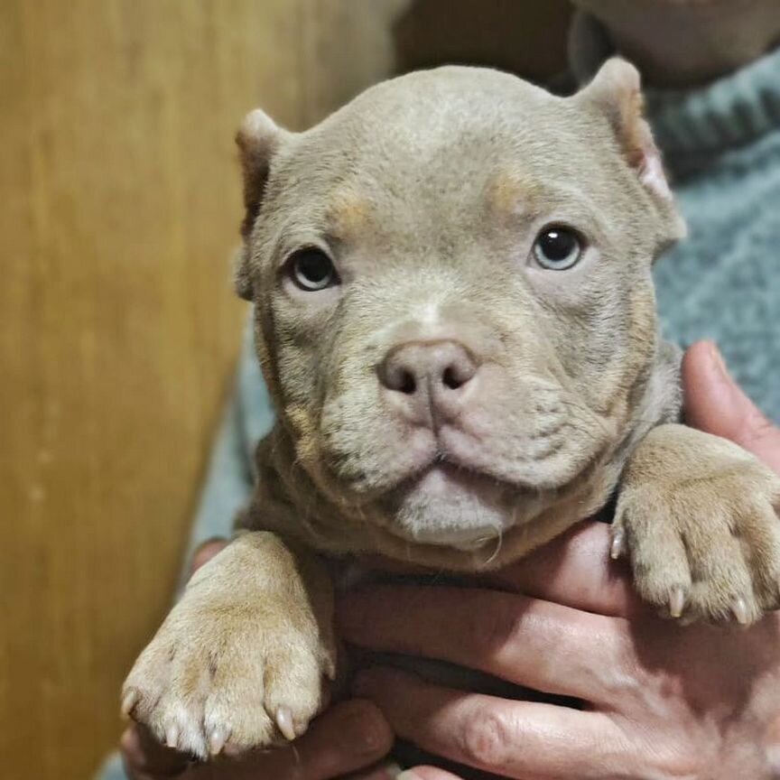 Щенки американского булли