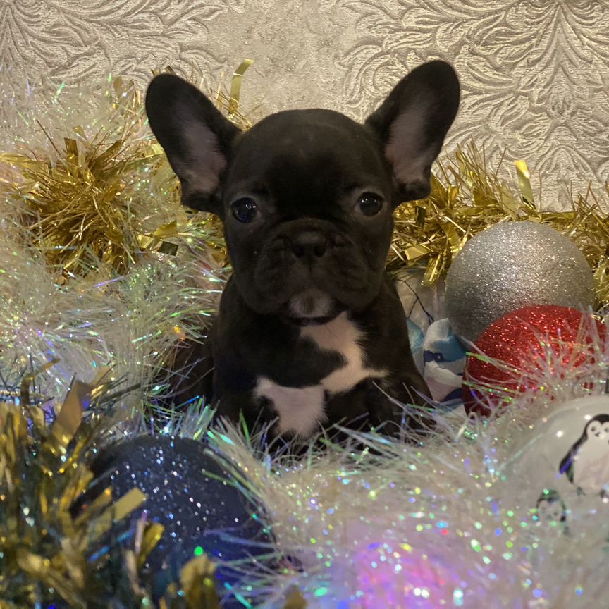 Французский бульдог щенки